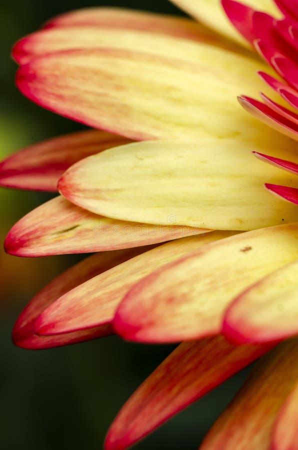 Blooming Gerbera Daisies Petal with Shallow Depth of Field Stock Image ...