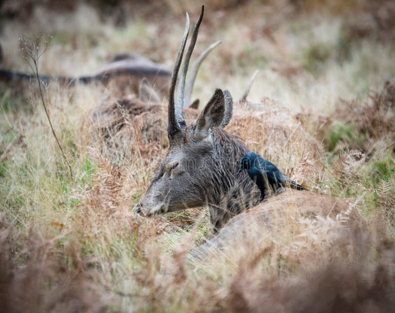 Selective of a Male Deer Resting in a Field Stock Image - Image of stag ...