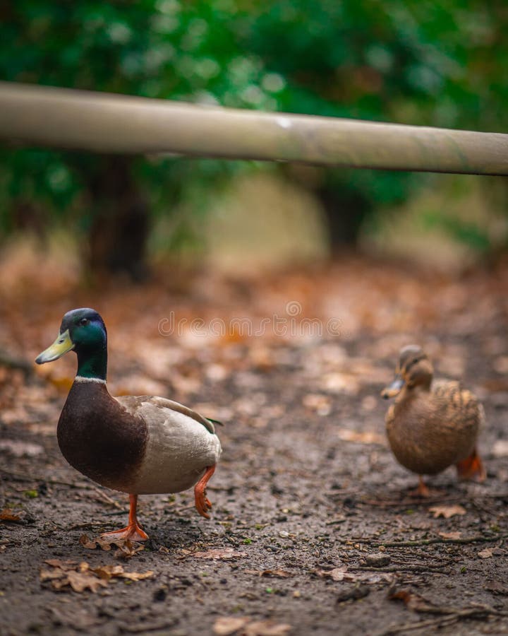 Selective of a Mallard Duck Couple Walking on the Ground Stock Image ...