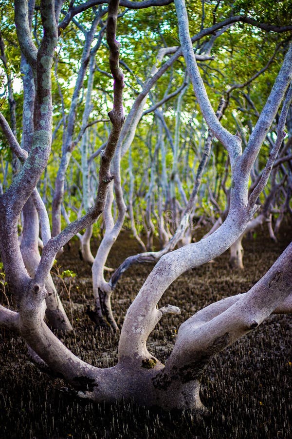 Selective of Mangrove Tree in a Forest Stock Photo - Image of ...