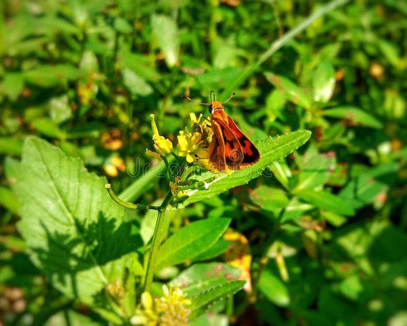 Selective Micro Focus Small Butterfly Photography Stock Photo - Image ...