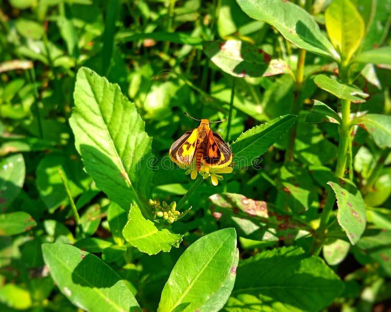 Selective Micro Focus Small Butterfly Photography Stock Image - Image of micro, focus: 264798691