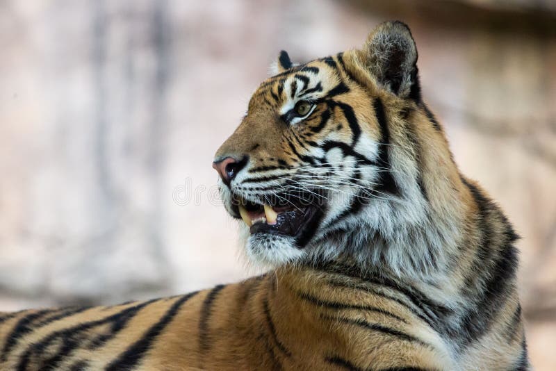 Selective of a Mighty Tiger Stock Image - Image of strips, beauty ...