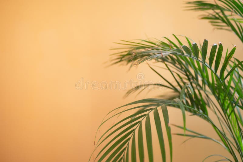 Selective of Palm Tree Branches in a Room Near the Wall Stock Photo ...