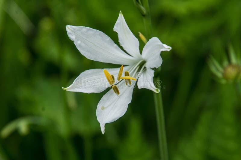 Selective of Paradisea Liliastrum in the Alps Stock Photo - Image of ...