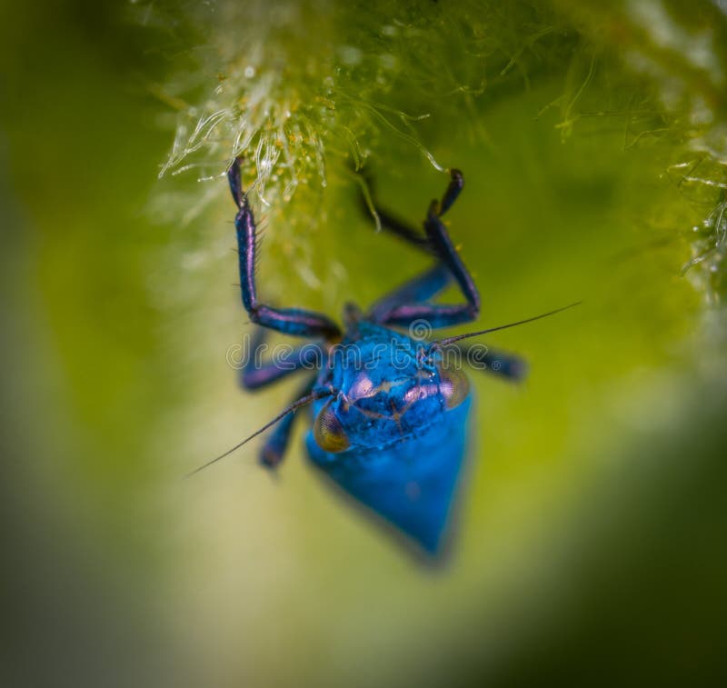 Selective Photograph Of Blue Spider Picture. Image: 118041811