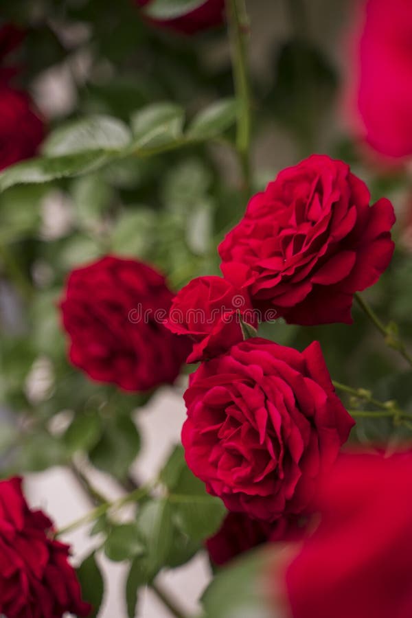 Selective of Red Elegant Rose Bush Stock Image - Image of bush ...