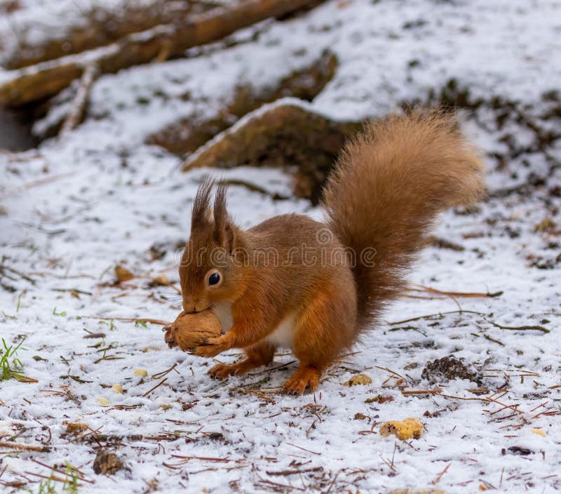 Selective of a Red Squirrel in a Park Stock Image - Image of funny ...