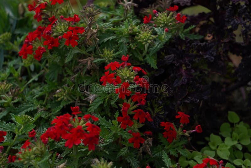 Selective of Red Verbena Plant in a Garden Stock Image - Image of ...
