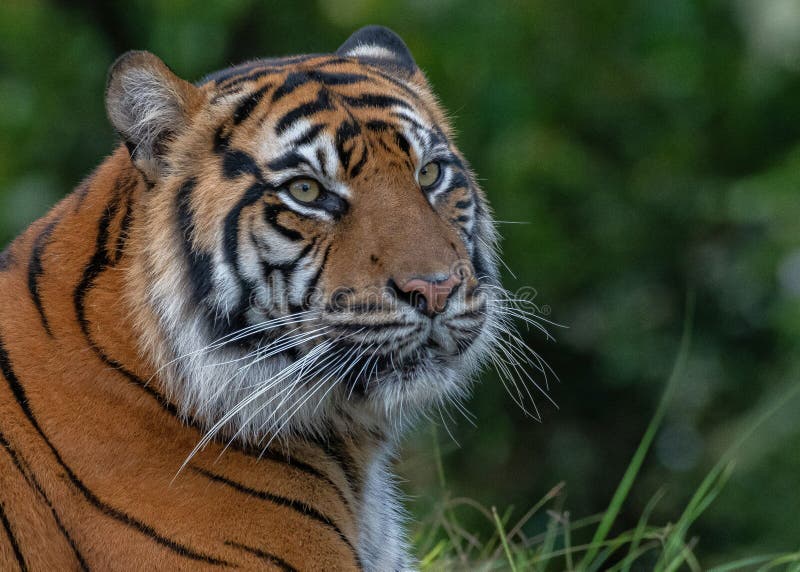 Selective of a Resting Mighty Tiger Stock Image - Image of strips ...