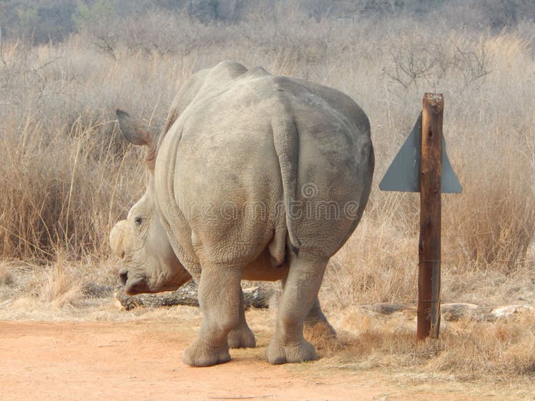 Selective of a Rhino in a Dry Field on a Sunny Morning Stock Image ...