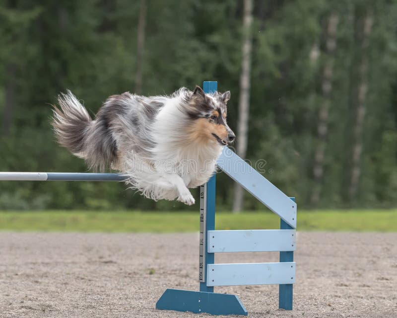 Selective of a Rough Collie Jumping Over an Agility Hurdle in Agility ...