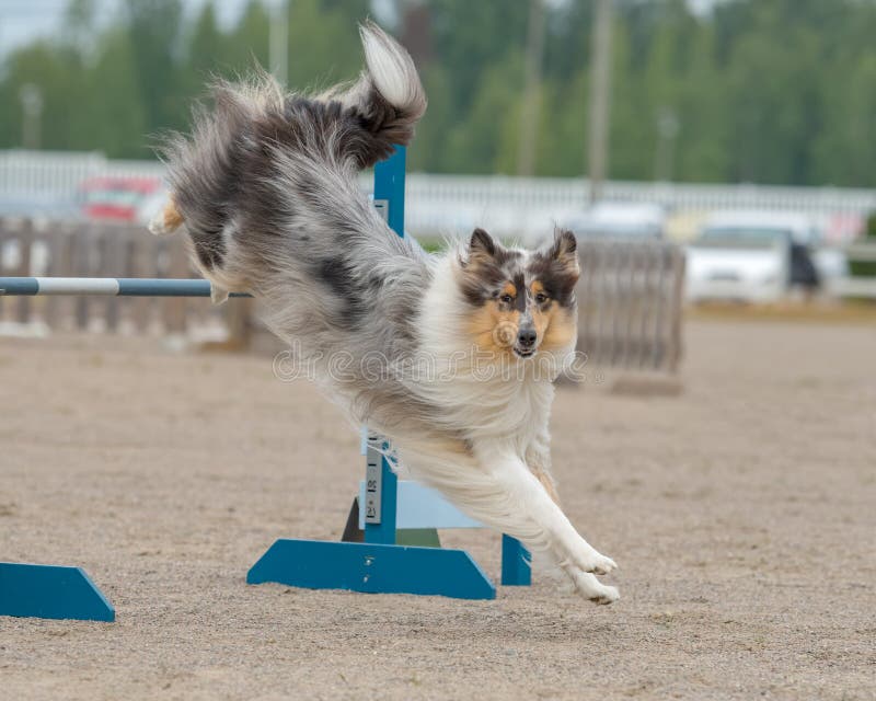 Selective of a Rough Collie Jumping Over an Agility Hurdle in Agility ...