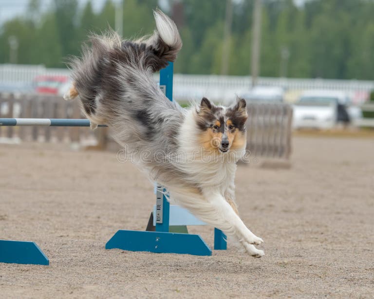 Selective of a Rough Collie Jumping Over an Agility Hurdle in Agility Competition Stock Photo ...