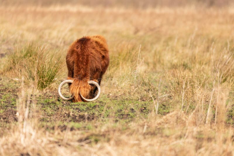 Selective of Scottish Highlander in a Field Stock Photo - Image of ...