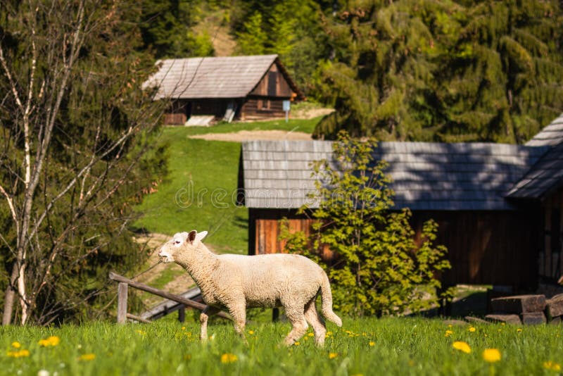 Selective of a Sheep in a Green Yard Stock Image - Image of farming ...