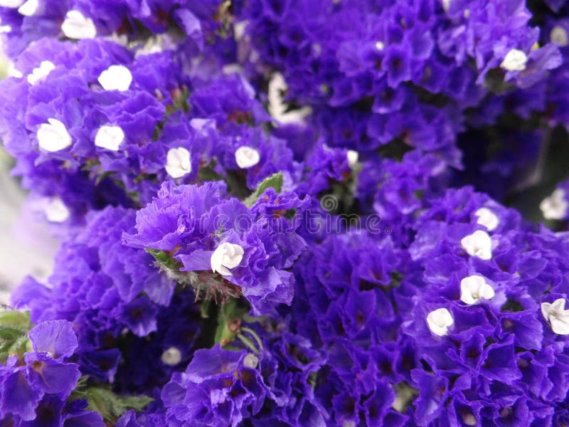 Selective Shot of a Beautiful Bouquet of Blue Limonium Stock Photo ...