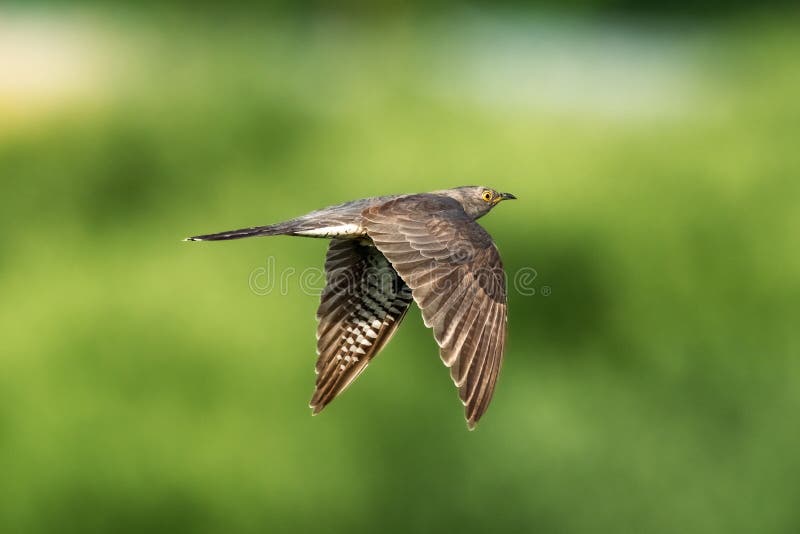 Selective Shot of Common Cuckoo (Cuculus Canorus) Known As a Lazy Bird ...