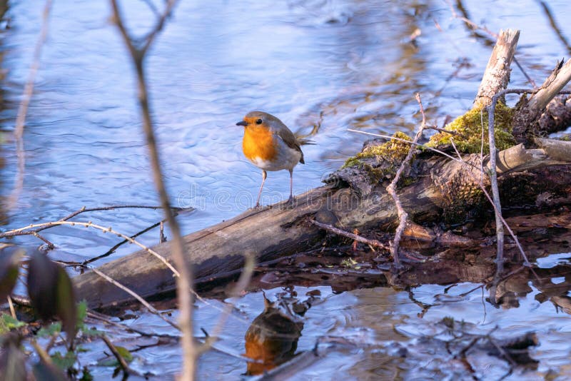 Selective Shot of a European Robin Bird on Wood in Water Stock Photo ...