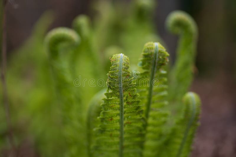 Selective Shot of Ferns (Polypodiophyta), in a Green Garden Stock Photo ...