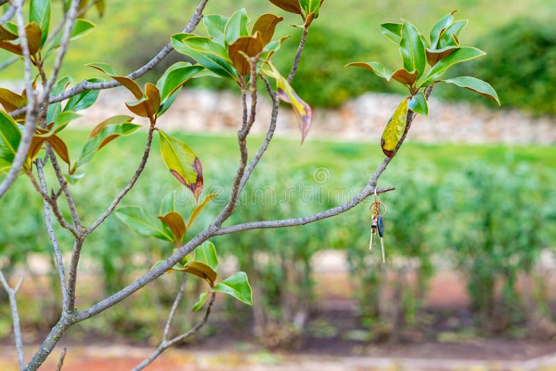 Selective Shot of the Keys Hanging on the Branches of a Small Tree ...