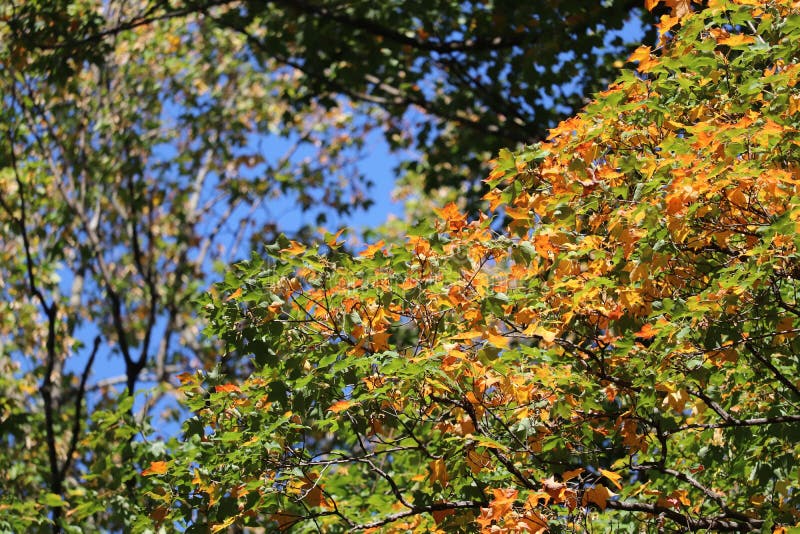 Selective Shot of Maple Autumn Leaves in Yellow and Green Under the ...