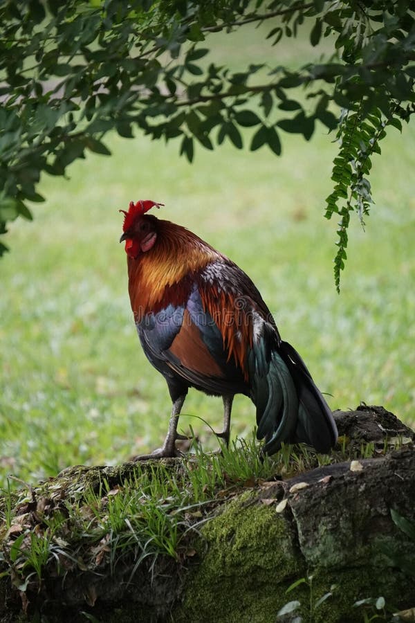 A Selective Shot of a Rooster on a Roc Stock Photo - Image of colorful ...