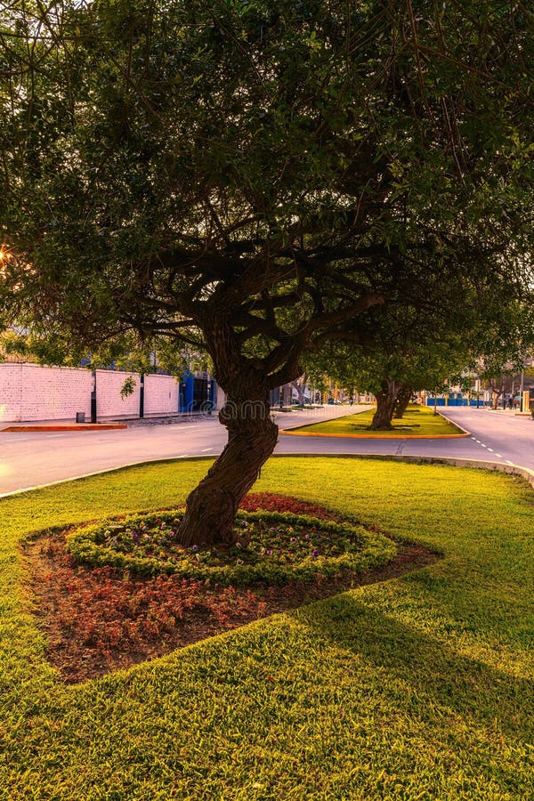 Selective Shot of a Tree in the Middle of an Intersection Stock Photo ...