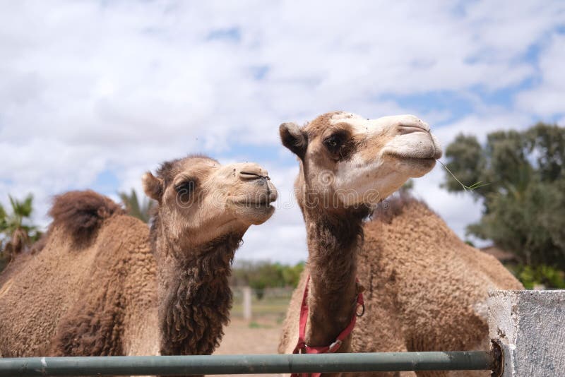 Selective Shot of Two Camels (Camelus) Beyond the Fences, Looking ...
