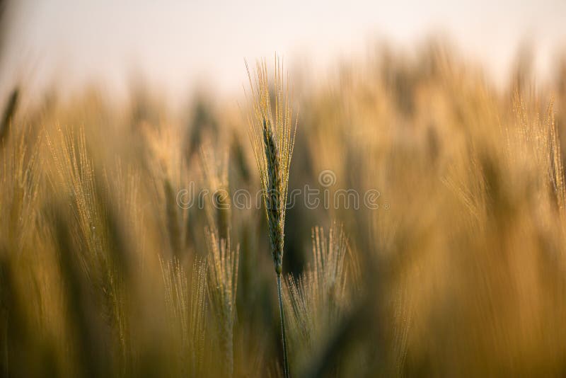 Selective Shot of a Wheat Field with Some Tiny Water Drops Stock Photo ...