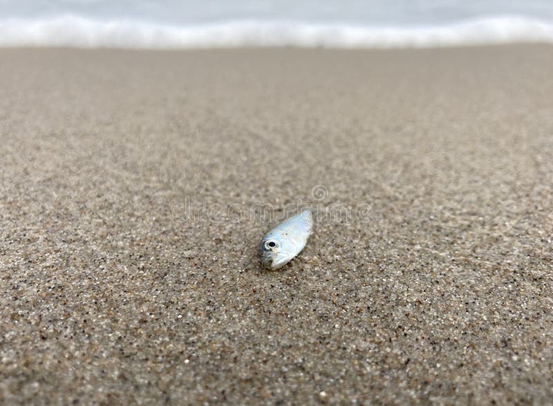 Selective of a Small Young Mackerel Fish Washed Ashore on Beach Stock ...