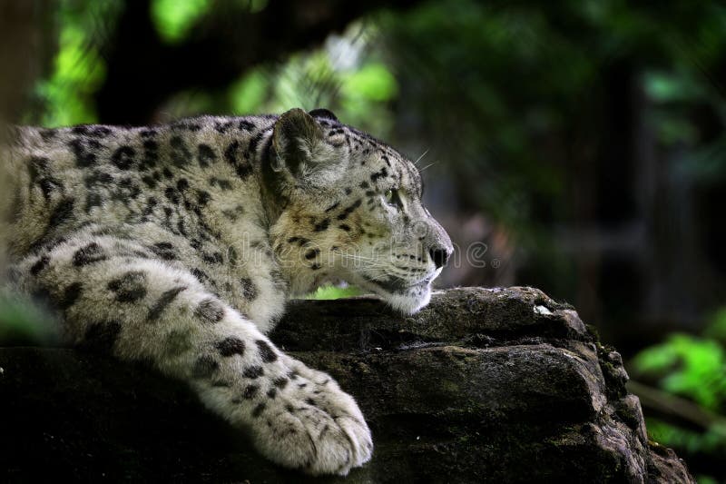 Selective of a Snow Leopard (Panthera Uncia) Resting on a Log Stock Image - Image of background ...