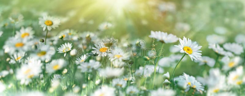 Selective and Soft Focus on Daisies Flowers, Flowering Daisy Flower in ...