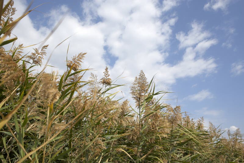 Selective Soft Focus of Dry Grass, Reeds, Stalks Blowing in the Wind ...