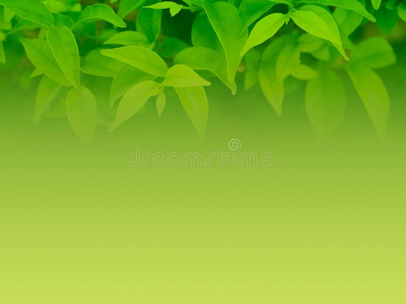 Green Leaf Natural Background. Stock Photo - Image of plant, backdrop ...