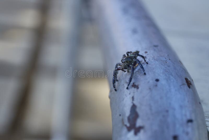 Selective Focus of Spider on Metal Tube Stock Image - Image of eating ...