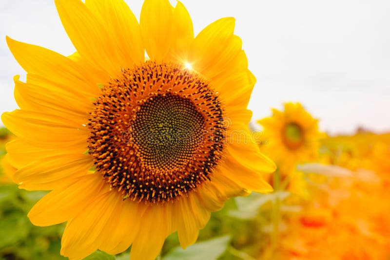 Selective and Soft Focus. Sunflowers Field with Lighting Flare Effect ...