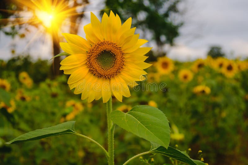 Selective and Soft Focus. Sunflowers Field with Lighting Flare Effect ...