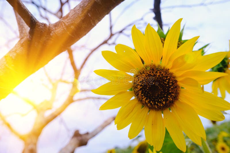 Selective and Soft Focus. Sunflowers Field with Lighting Flare Effect ...