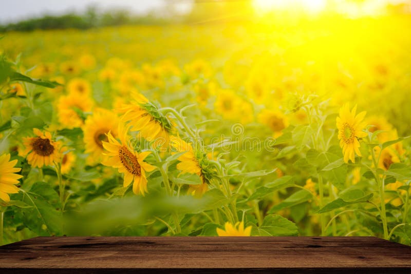 Selective and Soft Focus. Sunflowers Field with Lighting Flare Effect ...