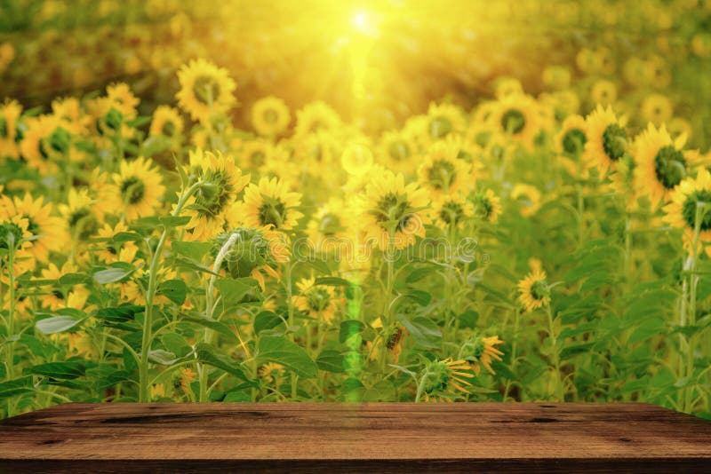 Selective and Soft Focus. Sunflowers Field with Lighting Flare Effect ...