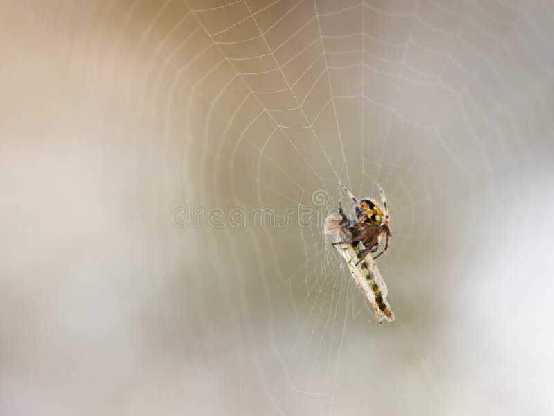 Selective of a Spider Eating an Insect Captured in Its Web Stock Image ...