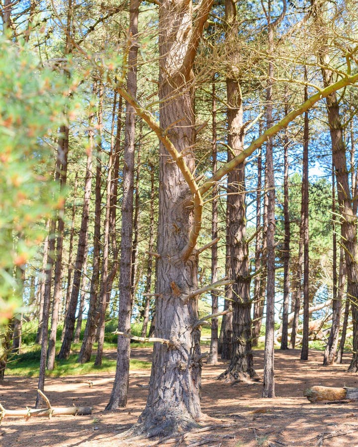 Selective of a Tall Tree in a Dense Forest on a Sunny Day Stock Image ...