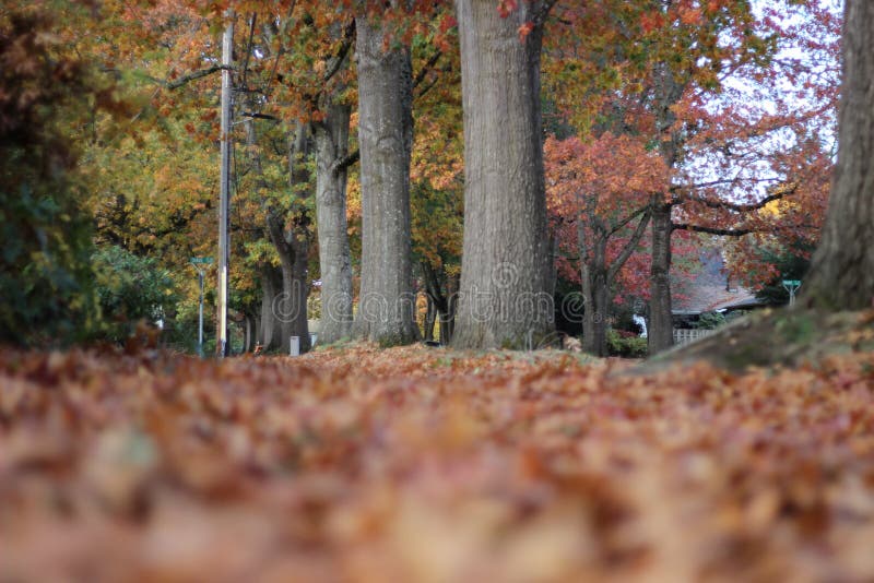 Selective of a Tree Line in the Fall Colors Stock Image - Image of ...