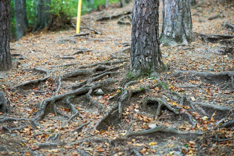 Selective of Tree Roots in a Forest Stock Image - Image of growth ...