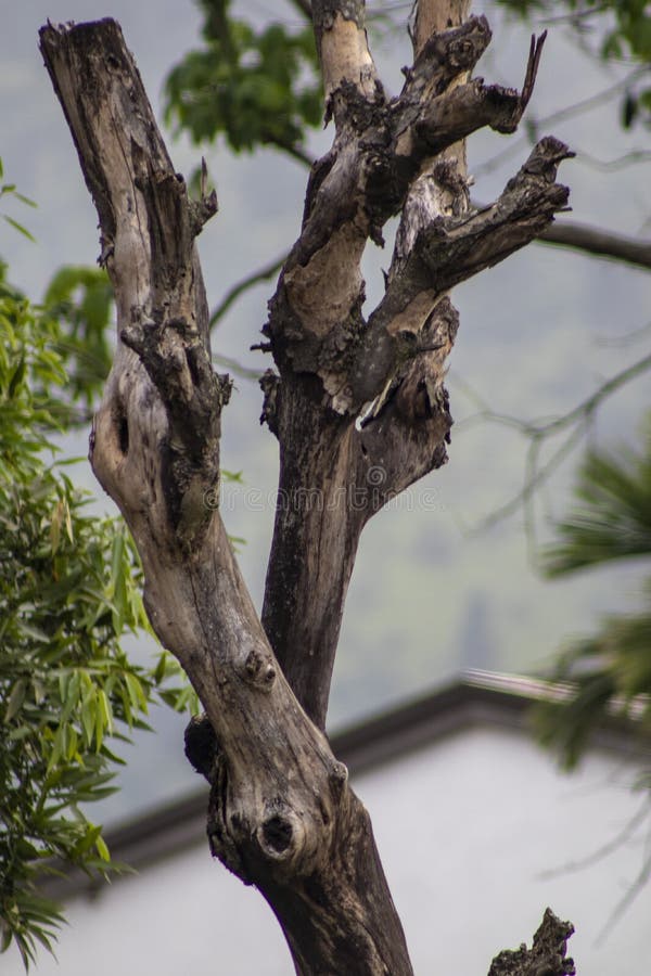 Selective of a Tree Stem in a Garden Stock Photo - Image of material ...