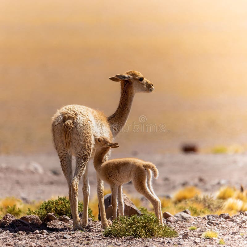 117 Vicuna Baby Stock Photos - Free & Royalty-Free Stock Photos from ...