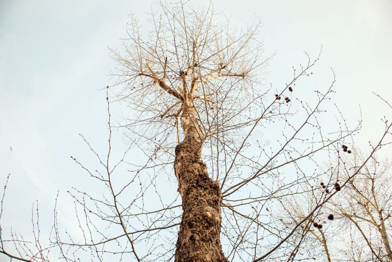 Selective View of Bare Tree Trunk and Branches Rising To Blue Sky Stock ...