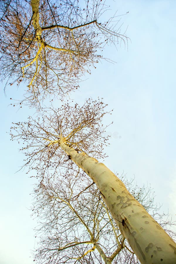 Selective View of Bares Tree Trunk and Branches Rising To Blue Sky ...