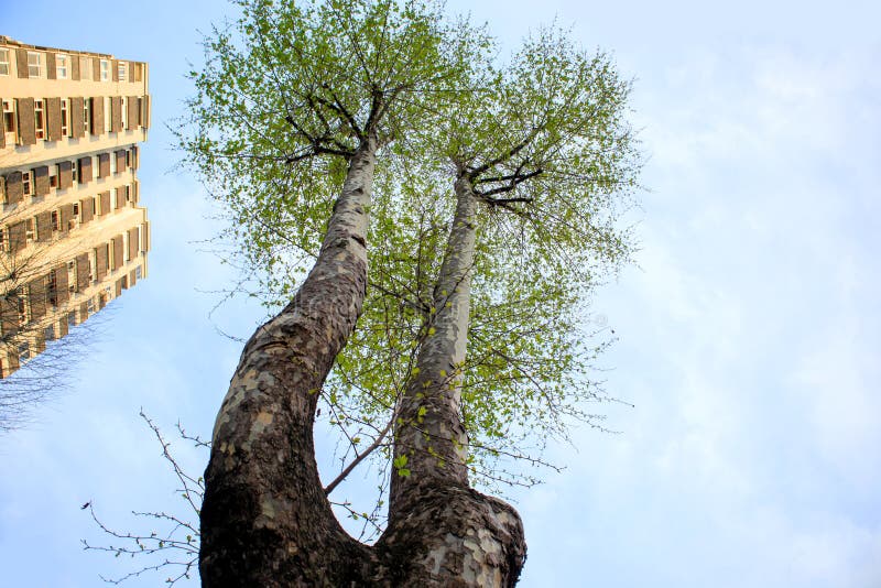 Selective View of Beautiful Tree and Apartment Building Side by Side ...